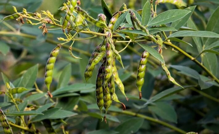 Embrapa disponibiliza sementes de feijão quandu. Veja como se cadastrar ...