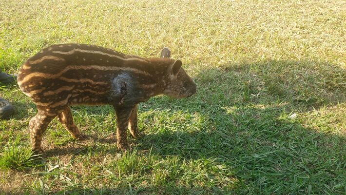 Filhote de anta é recolhido pela PMA - MS Notícias